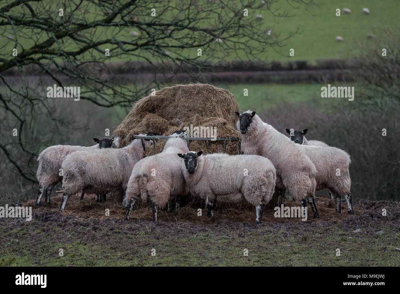Sheep feeding on hay hi-res stock photography and images - Alamy