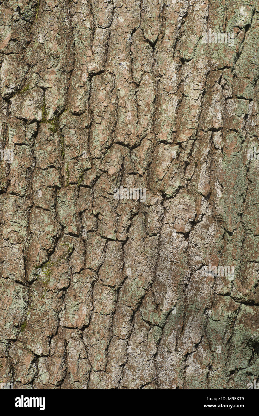 old oak tree bark texture background closeup Stock Photo - Alamy