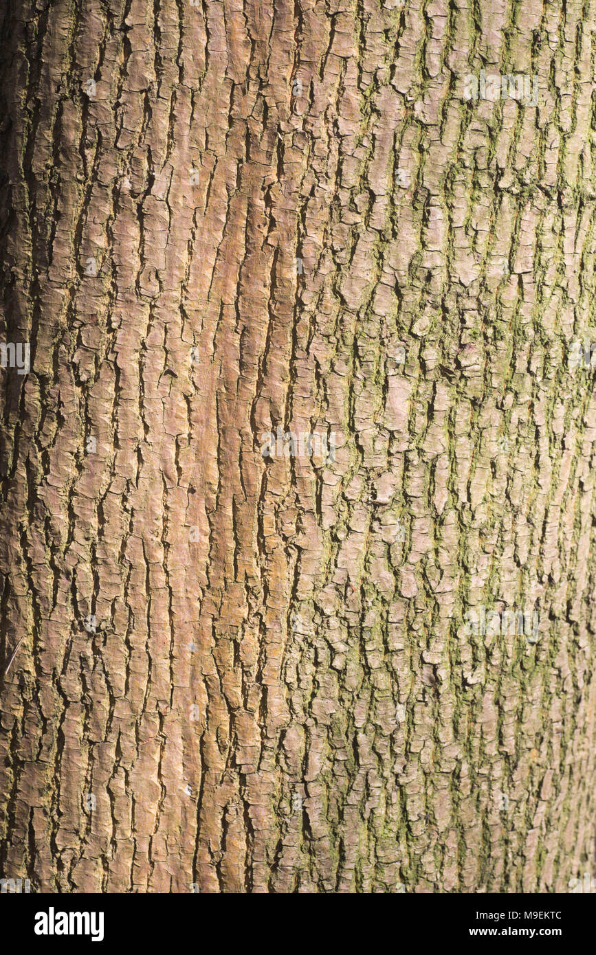 Old maple tree hi-res stock photography and images - Alamy