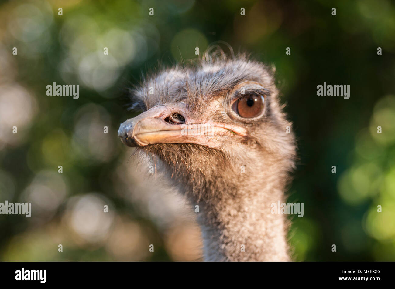 Ostrich head and beak Stock Photo - Alamy