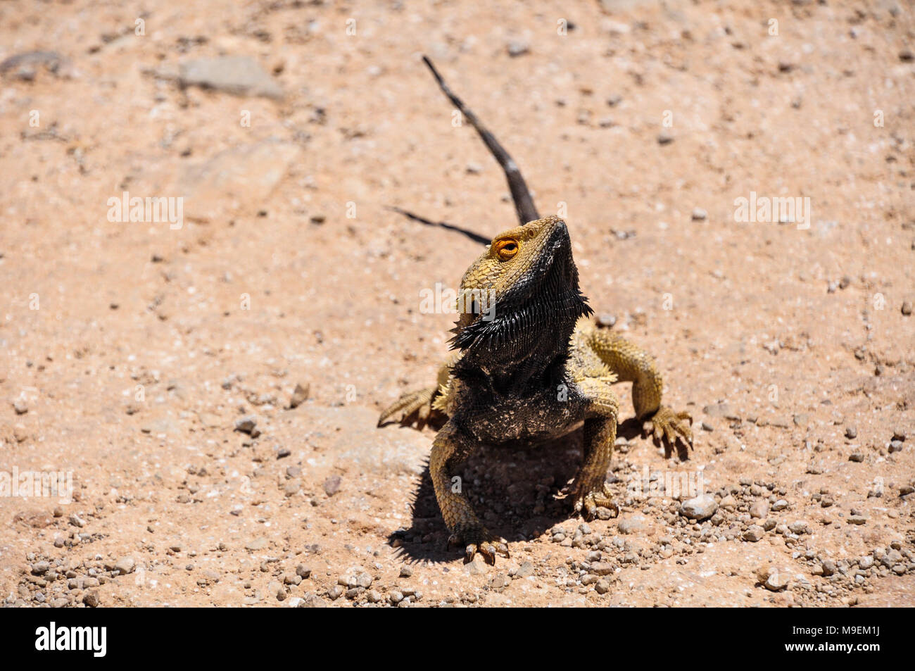 Bearded pogona hi-res stock photography and images - Alamy