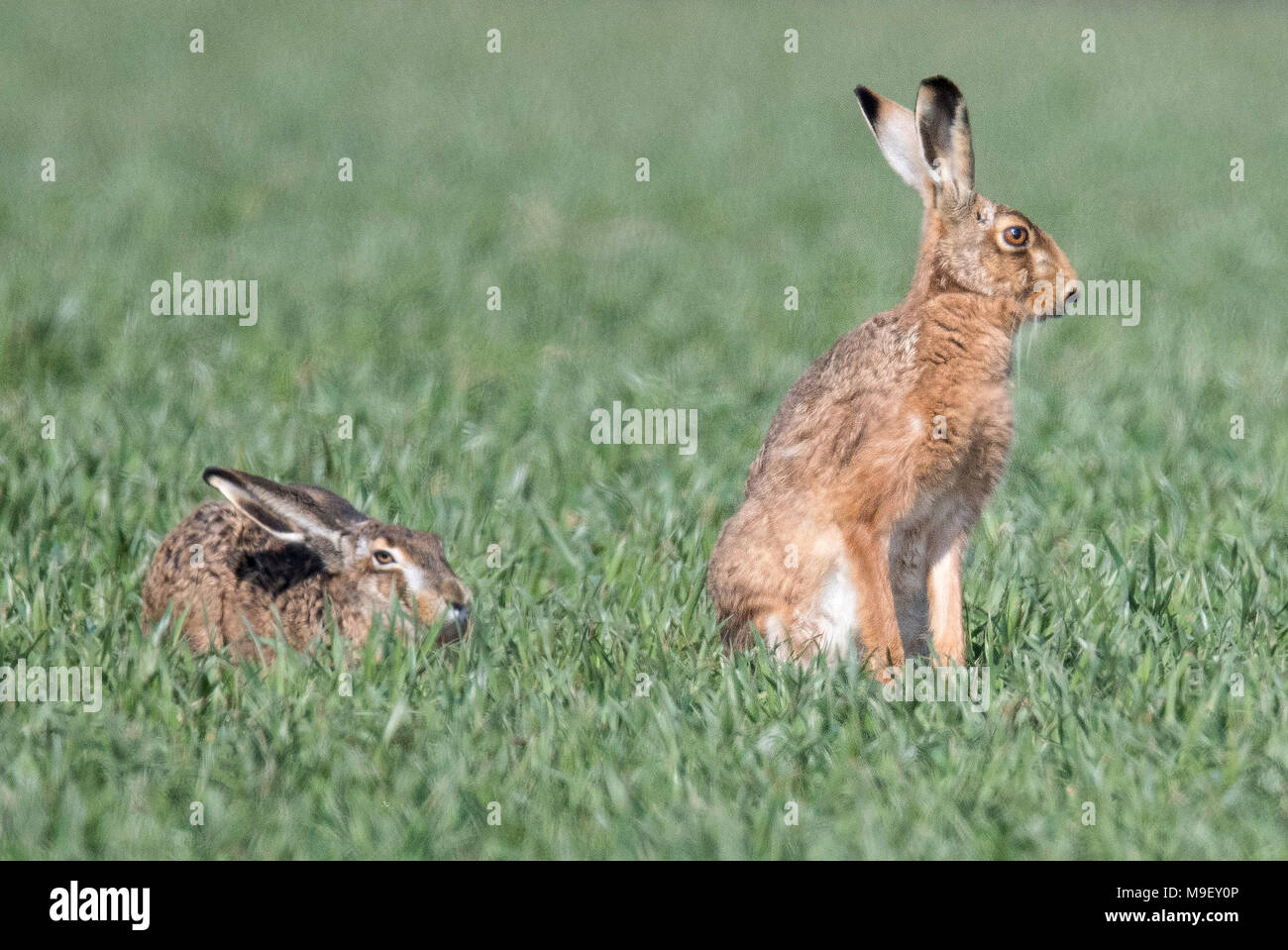 25 March 2018, Germany, Frankfurt/Main: Hares enjoy sunshine and mild ...