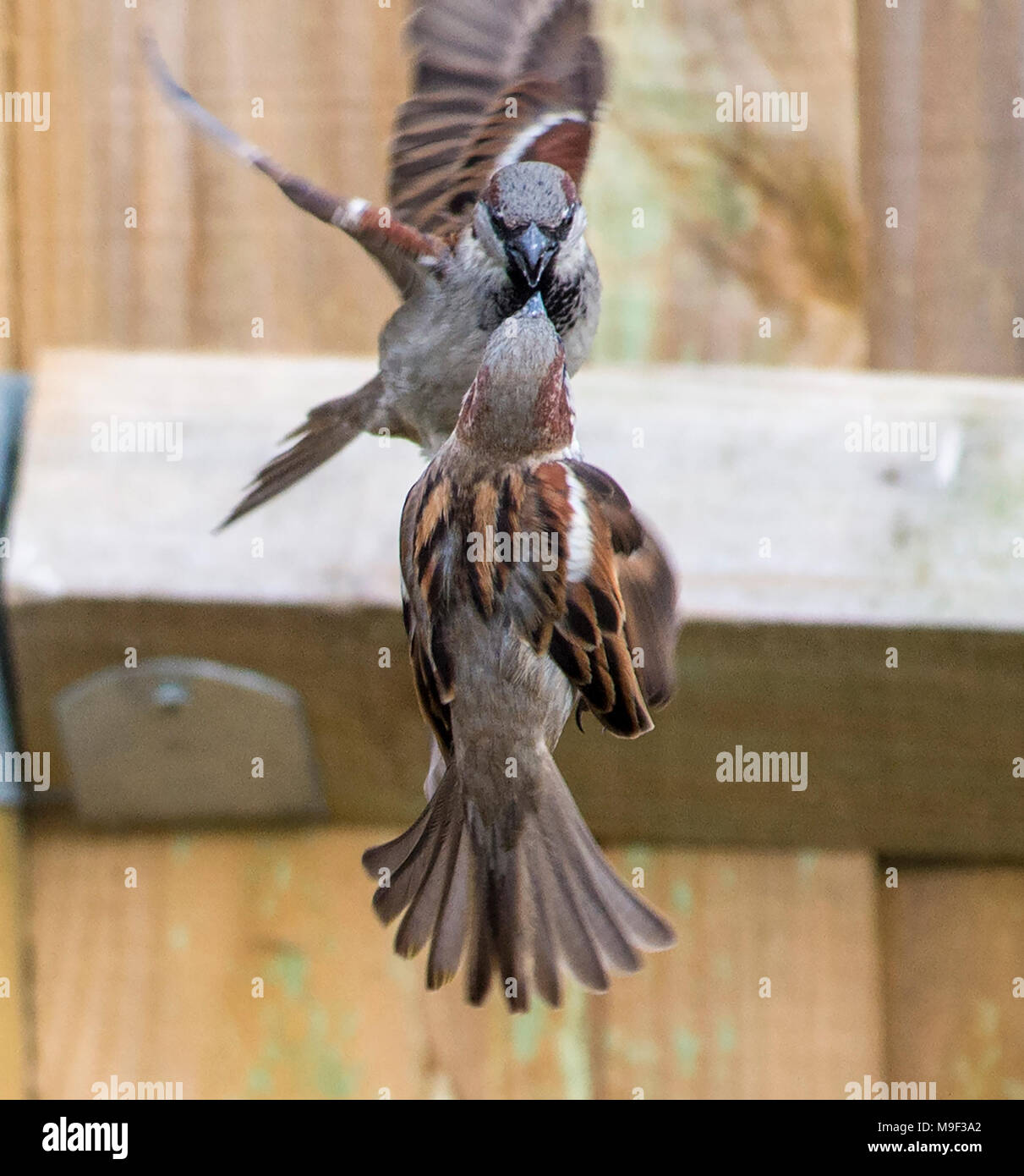 Passer Domesticus Winter 2018 High Resolution Stock Photography and ...