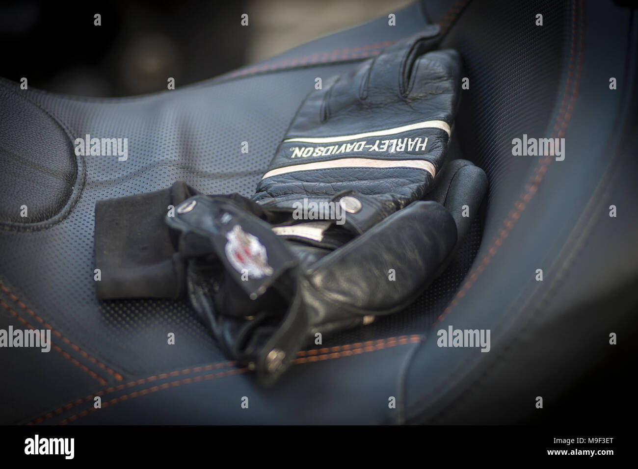 Harley The Rabbit Rabbit High Resolution Stock Photography and Images ...