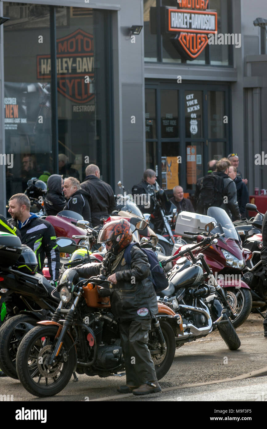 Harley The Rabbit Rabbit High Resolution Stock Photography and Images ...