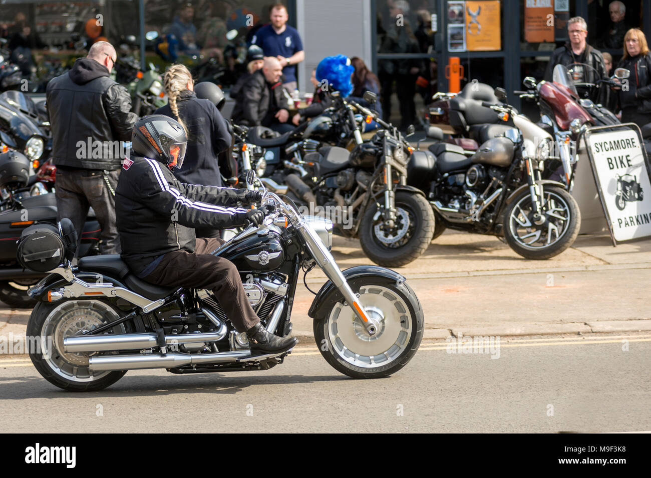 Harley the rabbit rabbit hi-res stock photography and images - Alamy