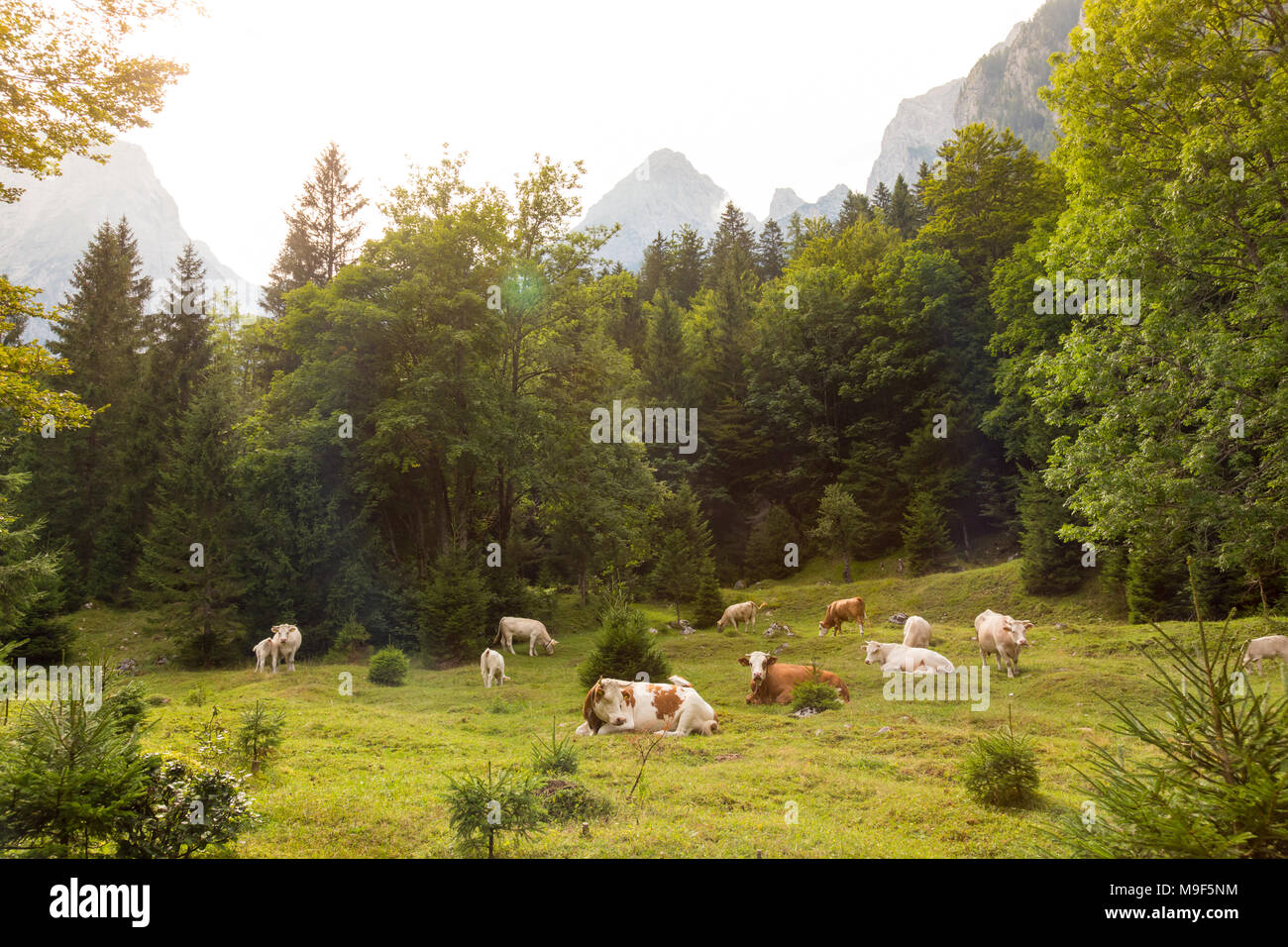 Cows on meadow over mountains hi-res stock photography and images - Alamy