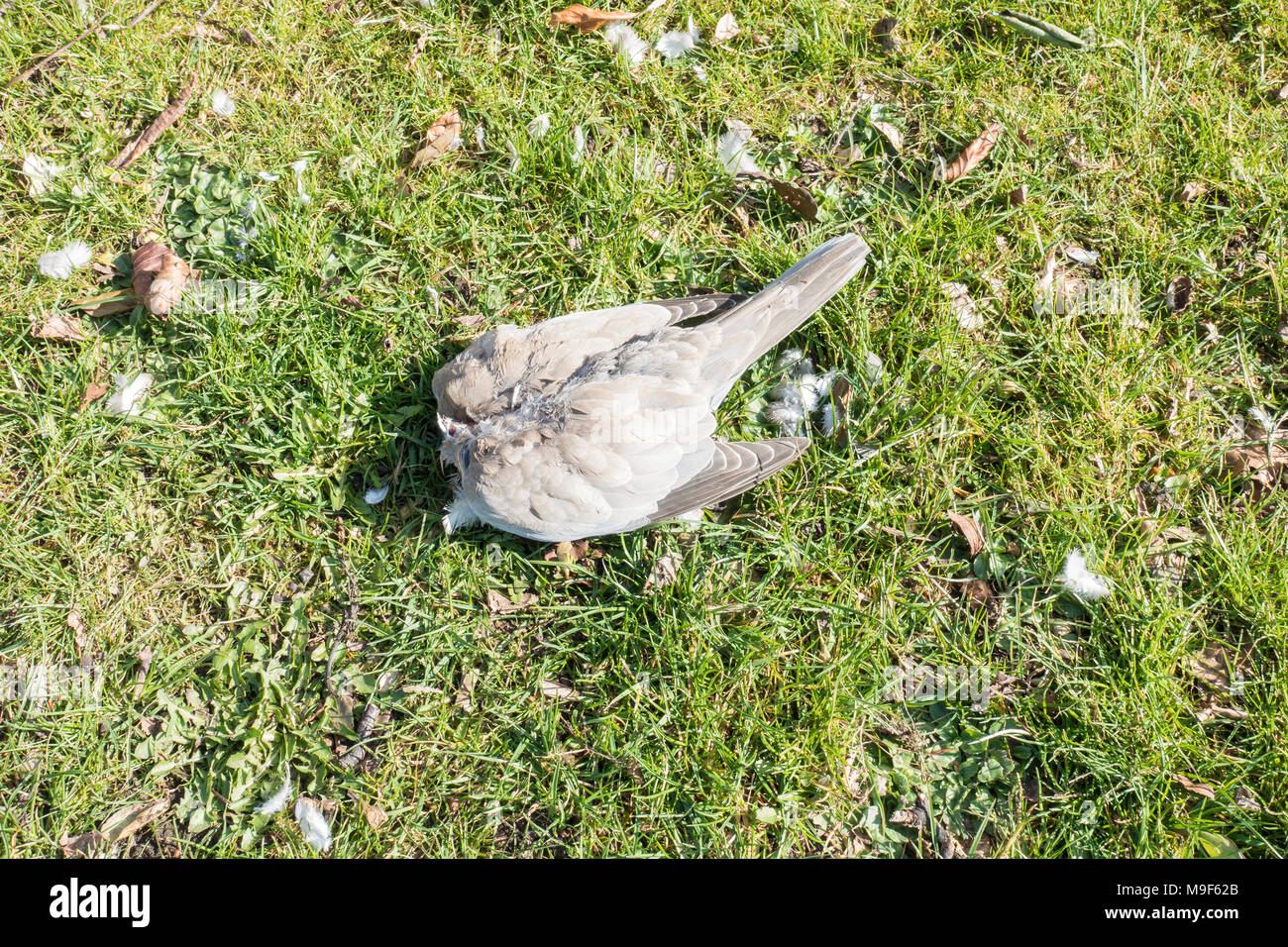 Headless pigeon hi-res stock photography and images - Alamy