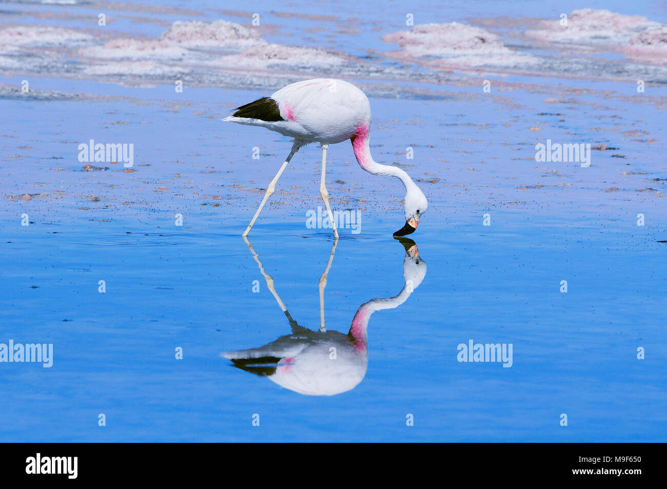 Pink big bird Flamingo in the water. Atacama Desert. Chile Stock Photo ...