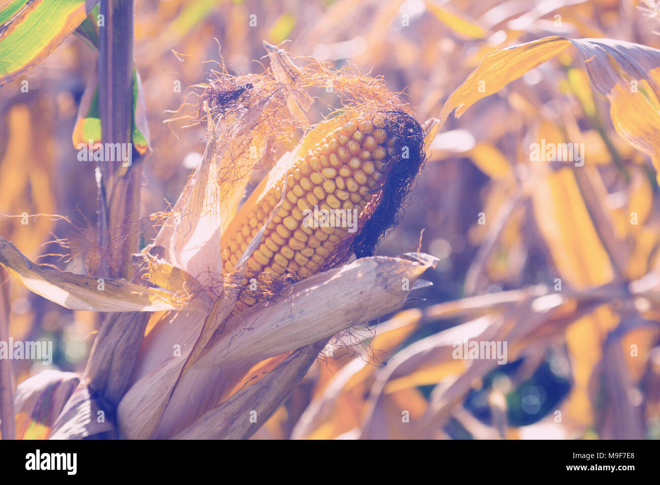 Closeup ripened corn cob on field on sunny autumn day Stock Photo - Alamy