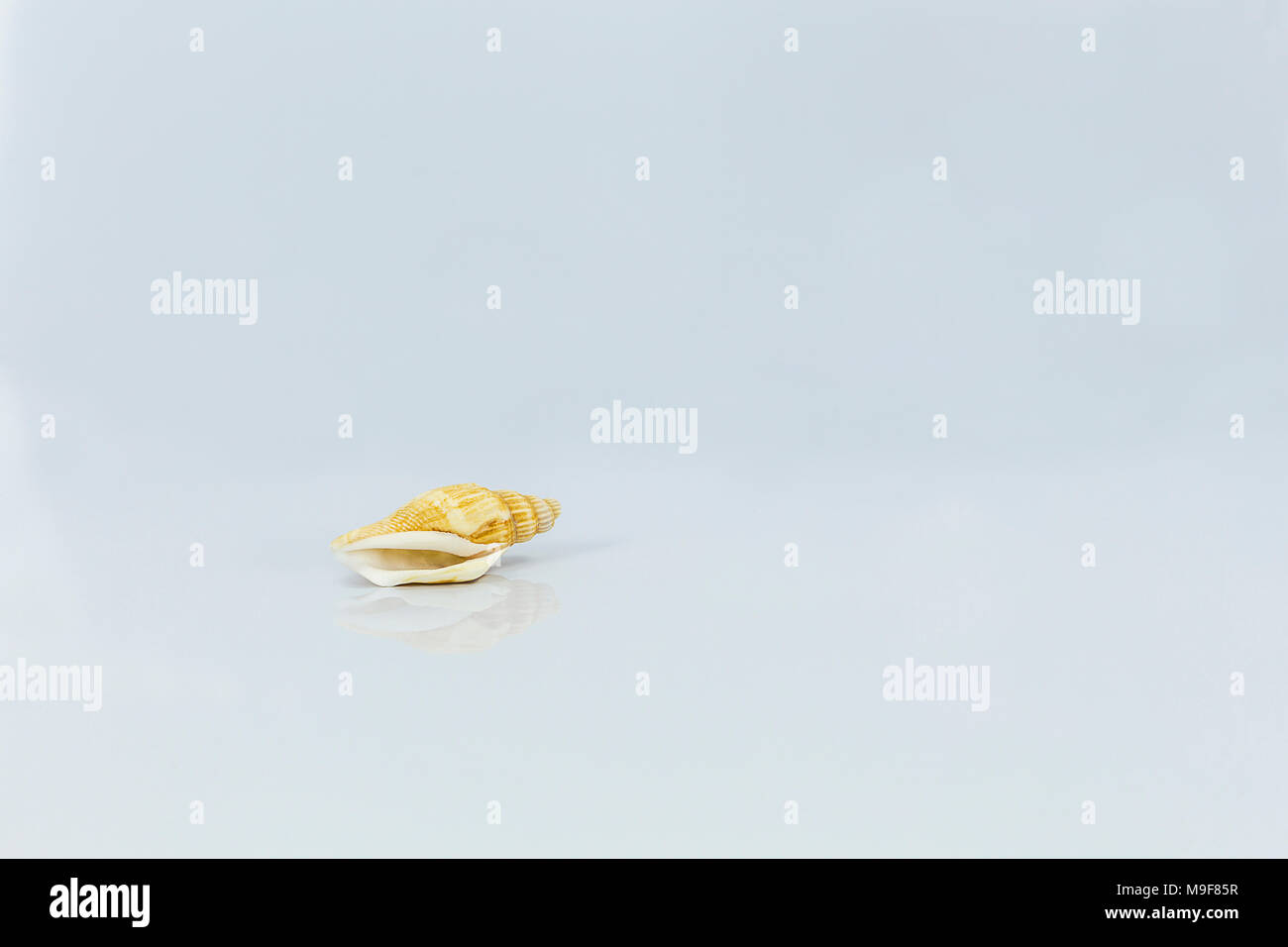 colored and textured sea shells theme on white background Stock Photo ...