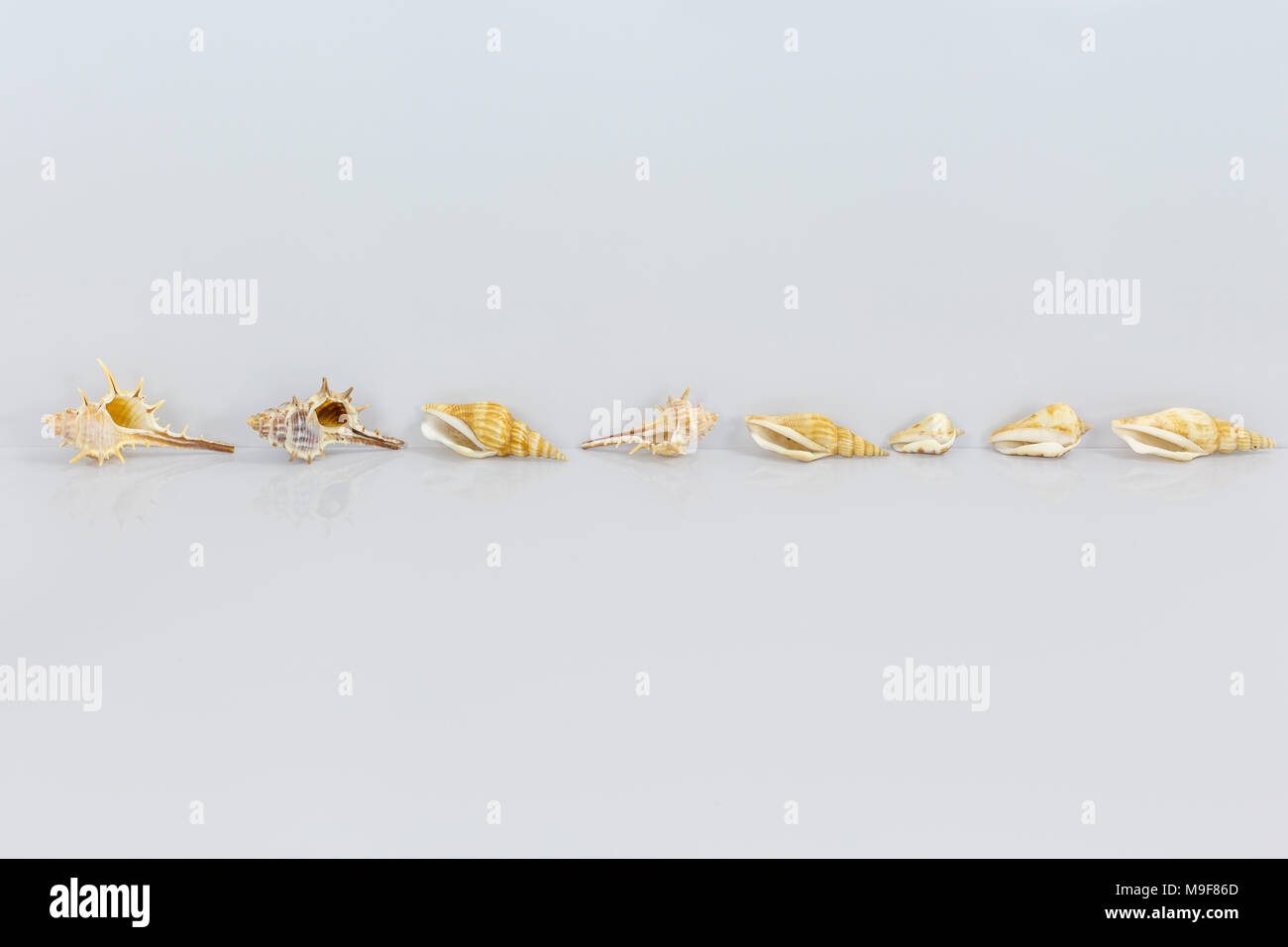 colored and textured sea shells theme on white background Stock Photo ...