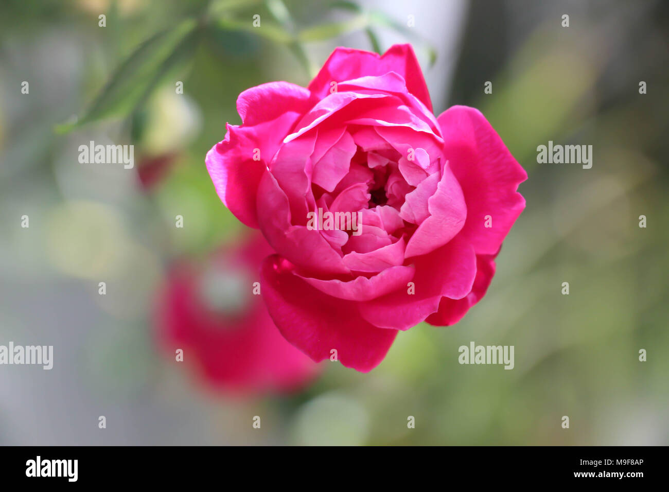 vibrant pink rose bud in spring garden about to bloom Stock Photo - Alamy