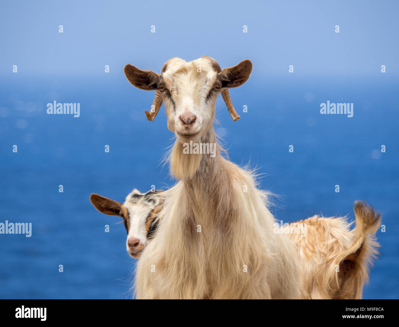 Two goats at the side of the road with the sea in the background Stock ...