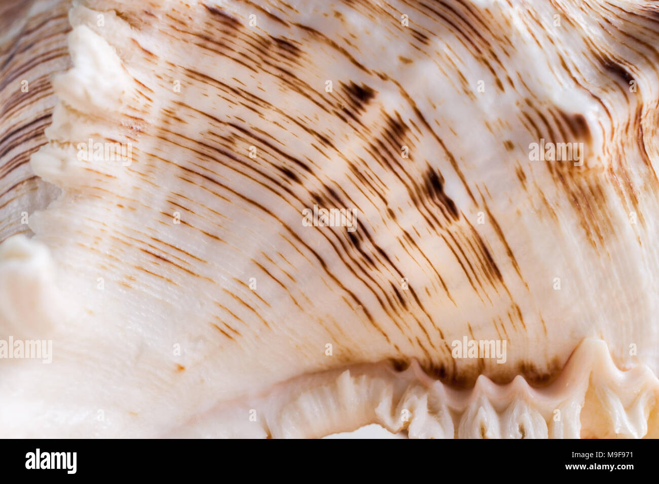 Close-up white seashell wavy texture with relief brown strips Stock ...