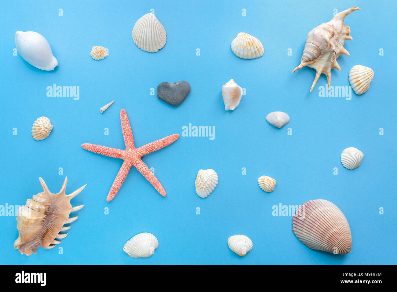 Flat lay set of sea shells of different sizes on a bright pastel blue ...
