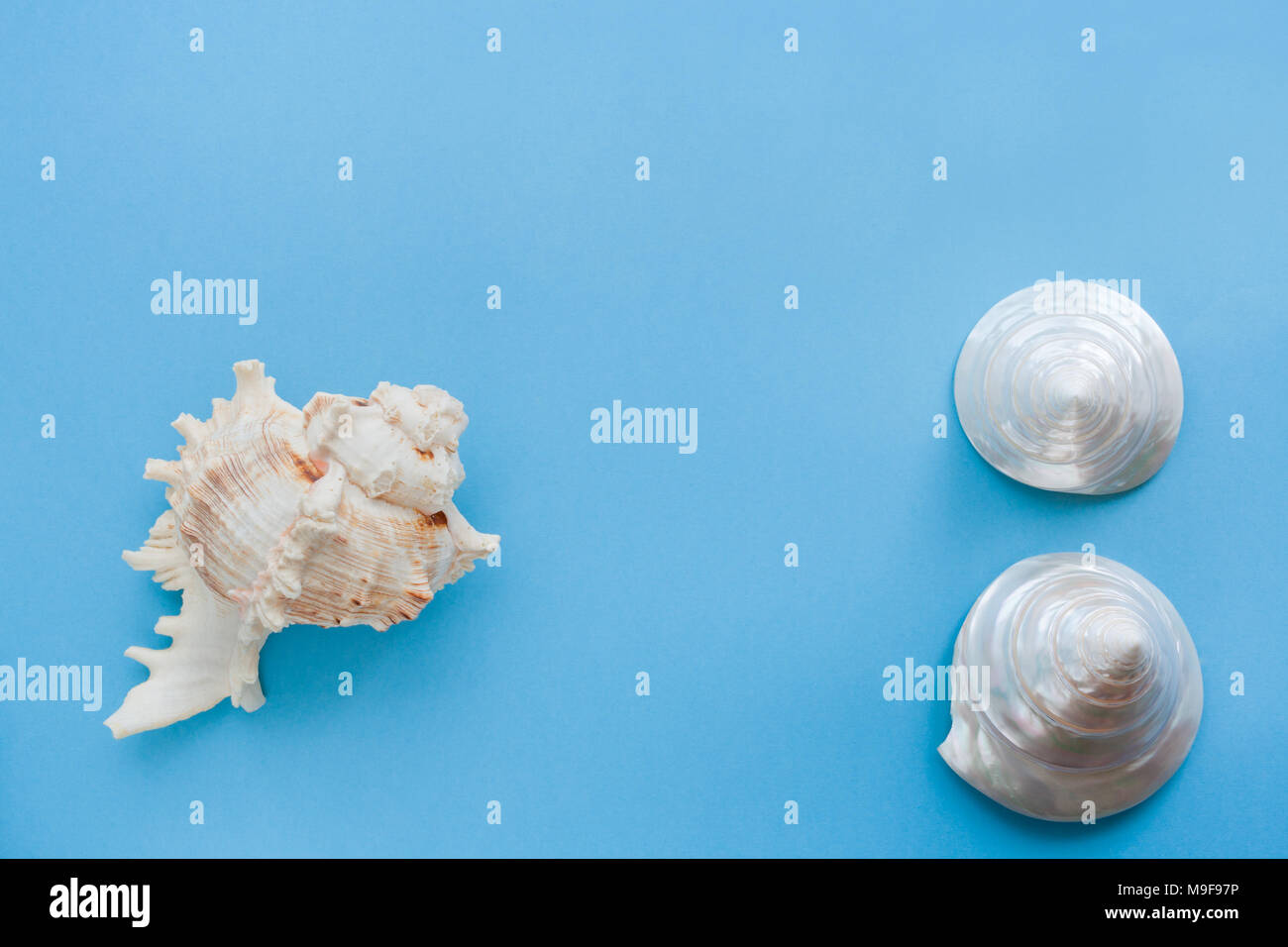 Minimalistic pastel blue background with three seashells with copy ...