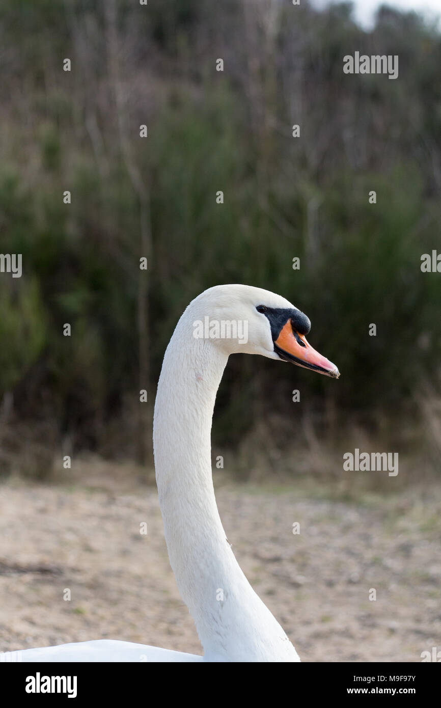 Portrait of a swan's head and neck Stock Photo - Alamy