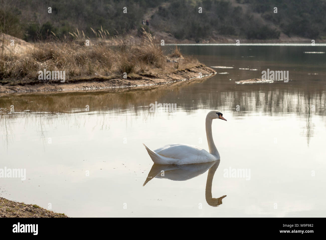 Swan pond in spring hi-res stock photography and images - Alamy