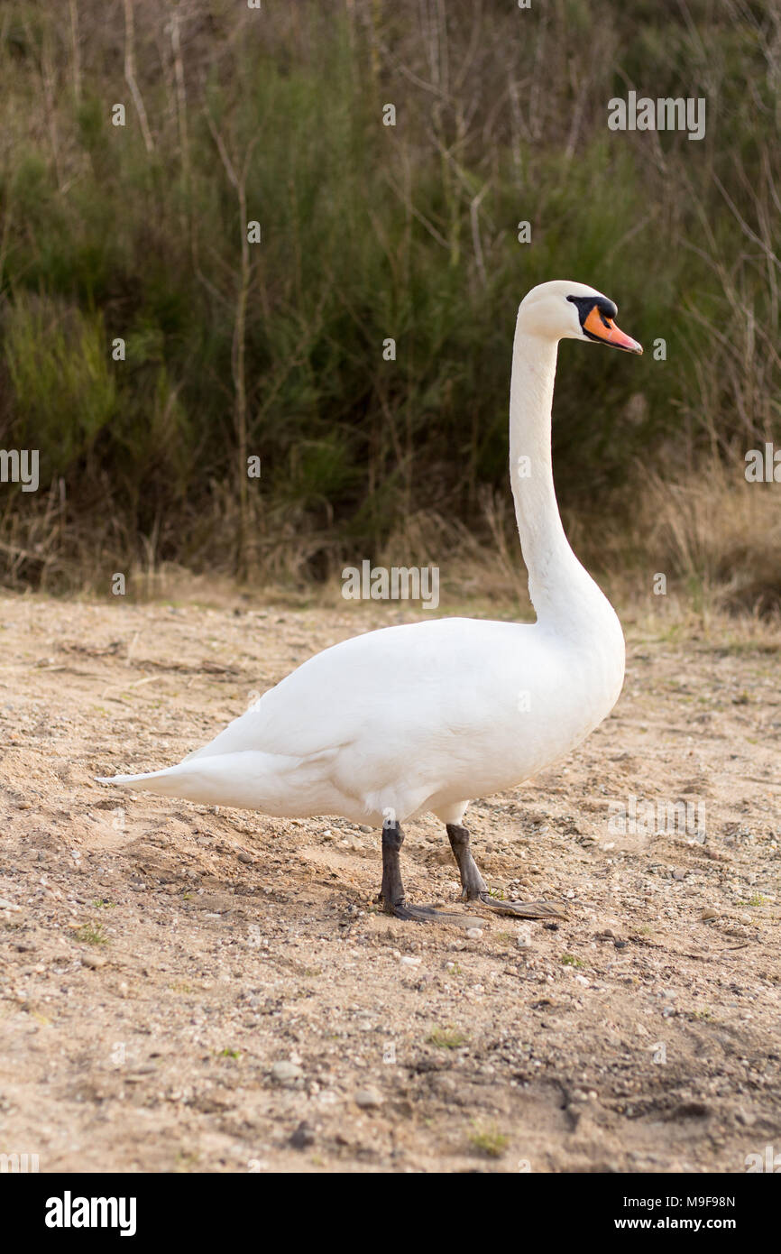 Swan standing on the beach Stock Photo - Alamy