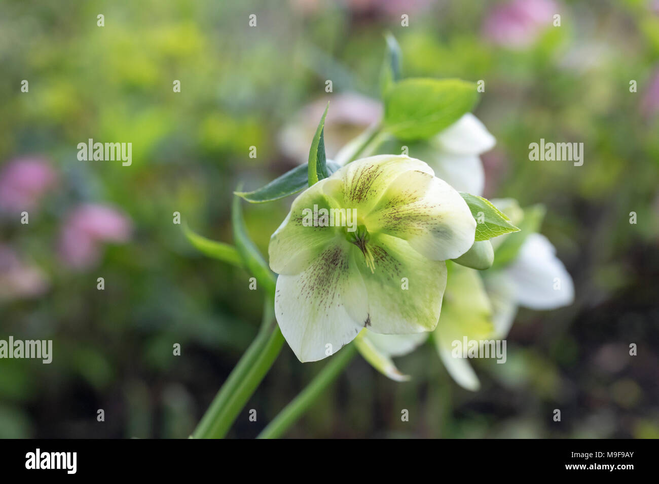 Spring Border Hellebores Stock Photos & Spring Border Hellebores Stock ...