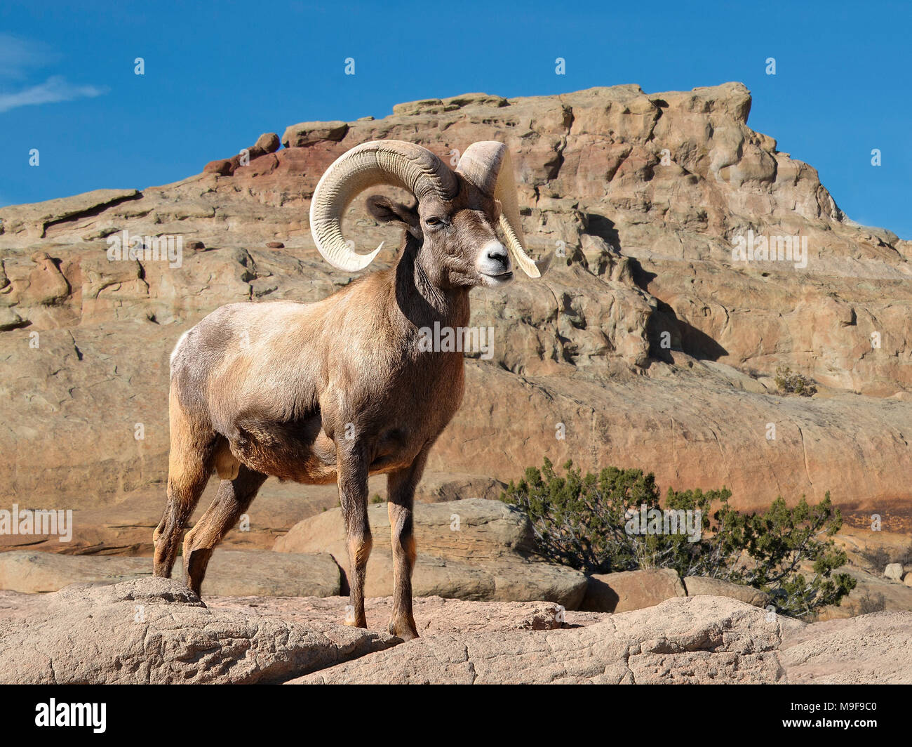 Ram and sheep animalia animals hi-res stock photography and images - Alamy