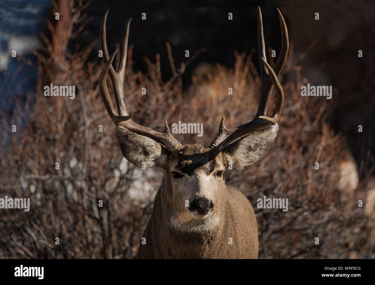 Buck and antlers closeup hi-res stock photography and images - Alamy