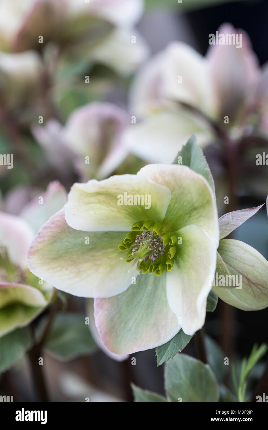 Hellebore walbertons ivory prince hi-res stock photography and images ...