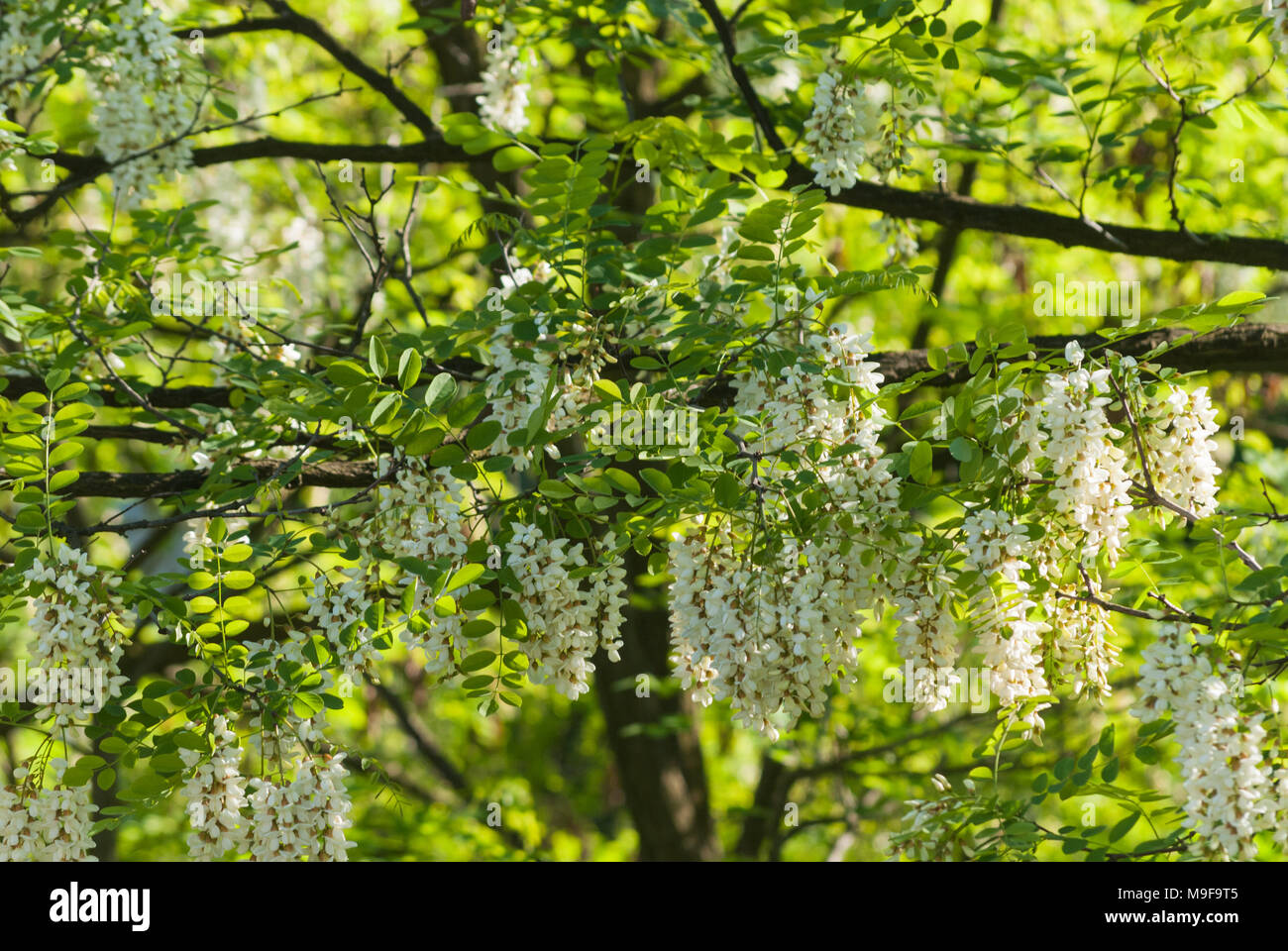 Flower acacia white flora hi-res stock photography and images - Alamy