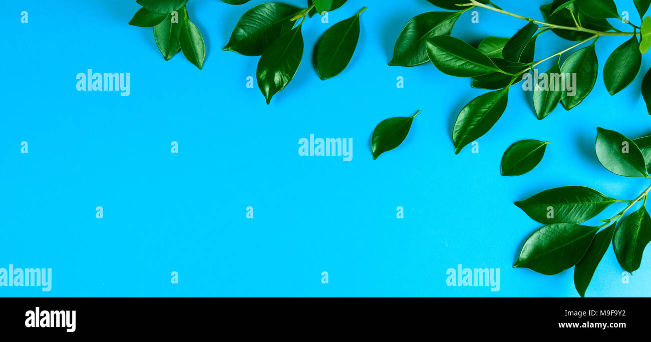 Green tree leaves frame on blue background Stock Photo - Alamy