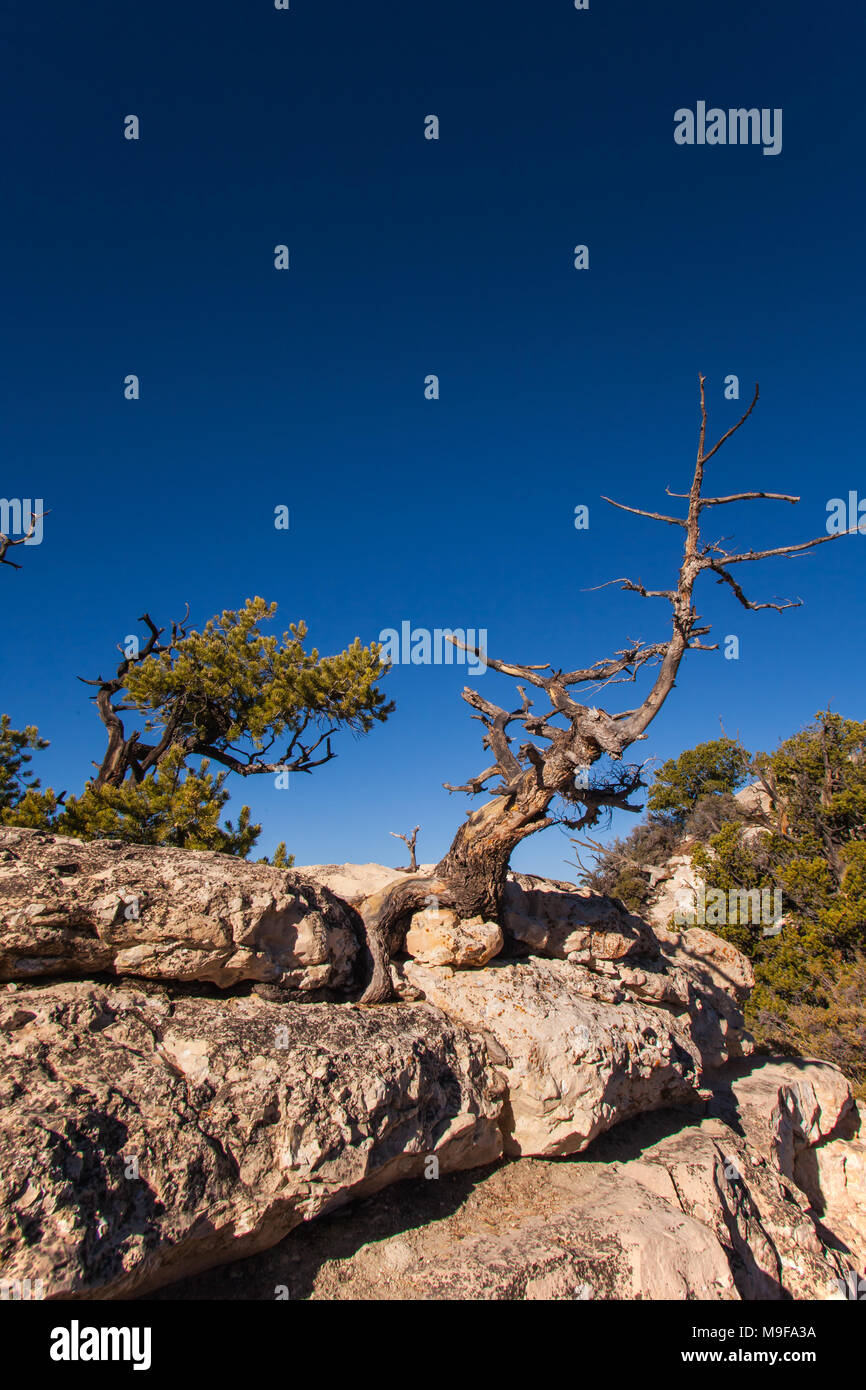 Dead tree terrain hi-res stock photography and images - Alamy
