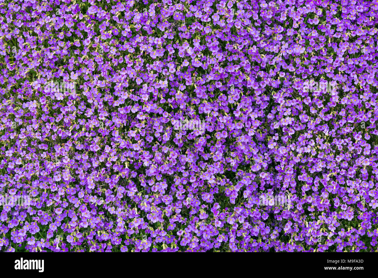Purple rockcress hi-res stock photography and images - Alamy