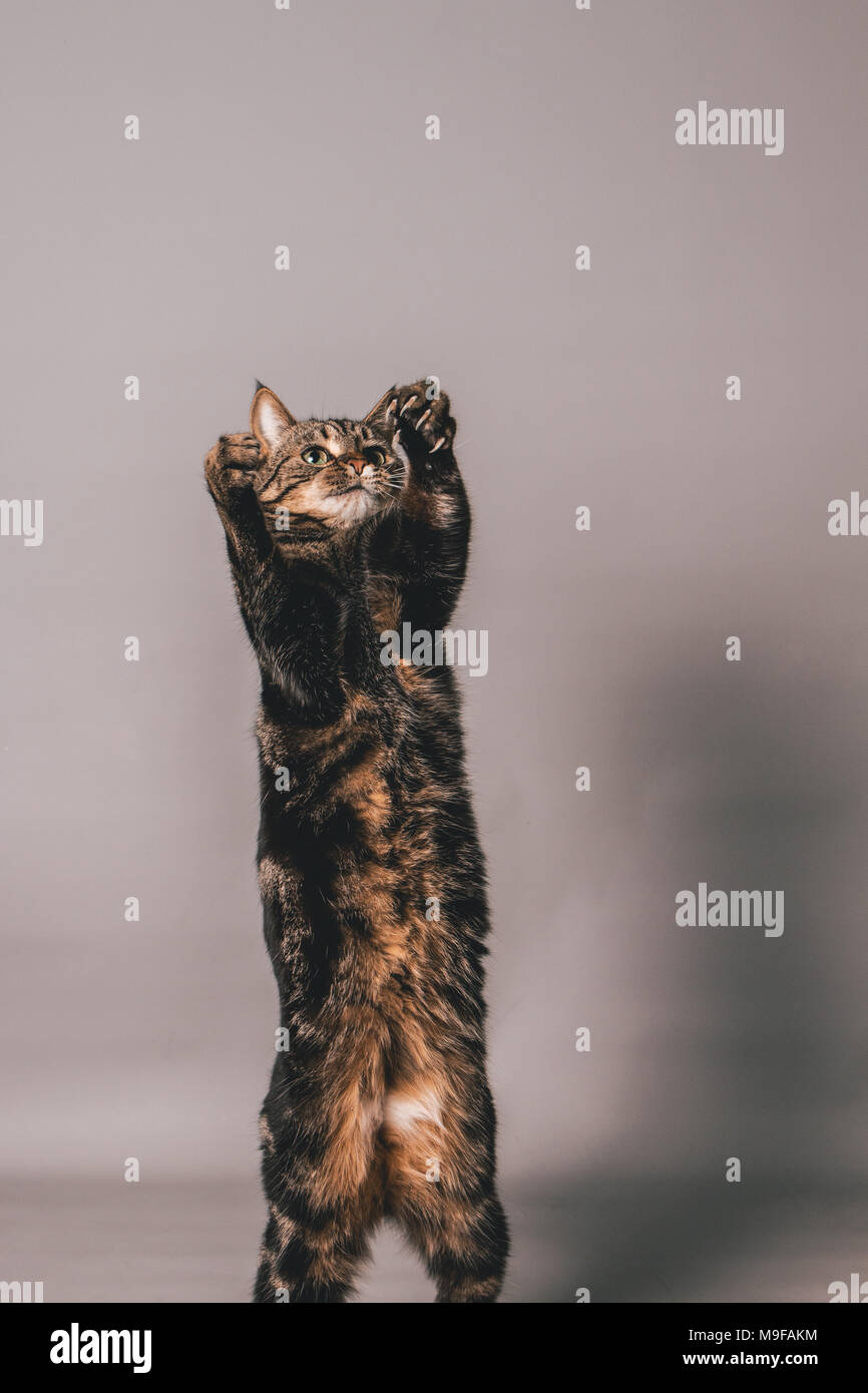 Tabby cat against a seamless grey background jumping and trying to grab ...