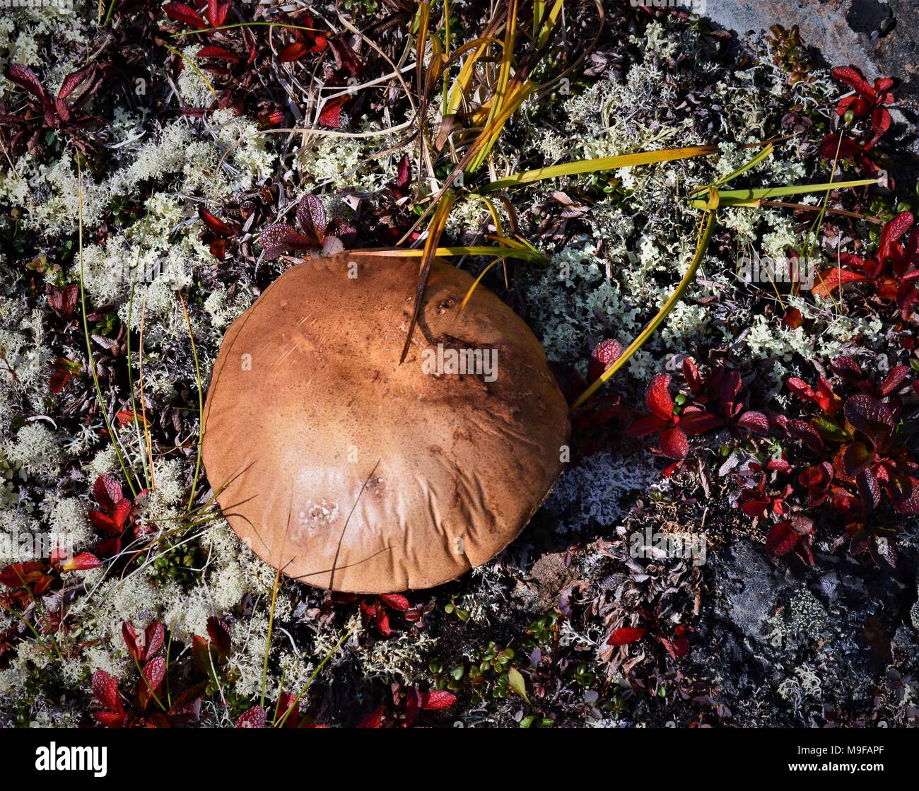 Simple fungi hi-res stock photography and images - Alamy