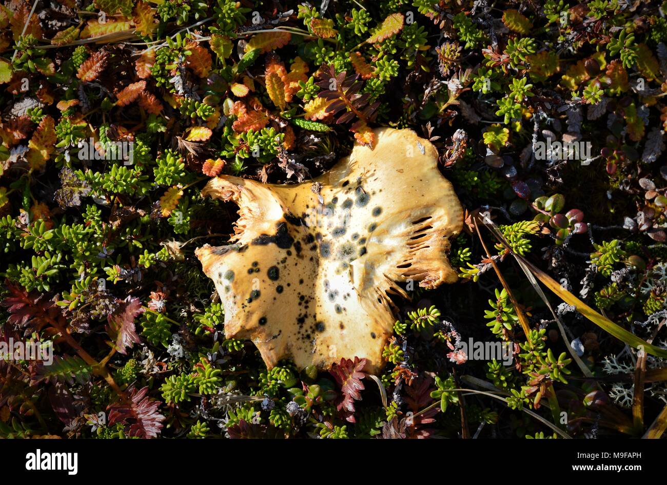 Burst mushroom hi-res stock photography and images - Alamy