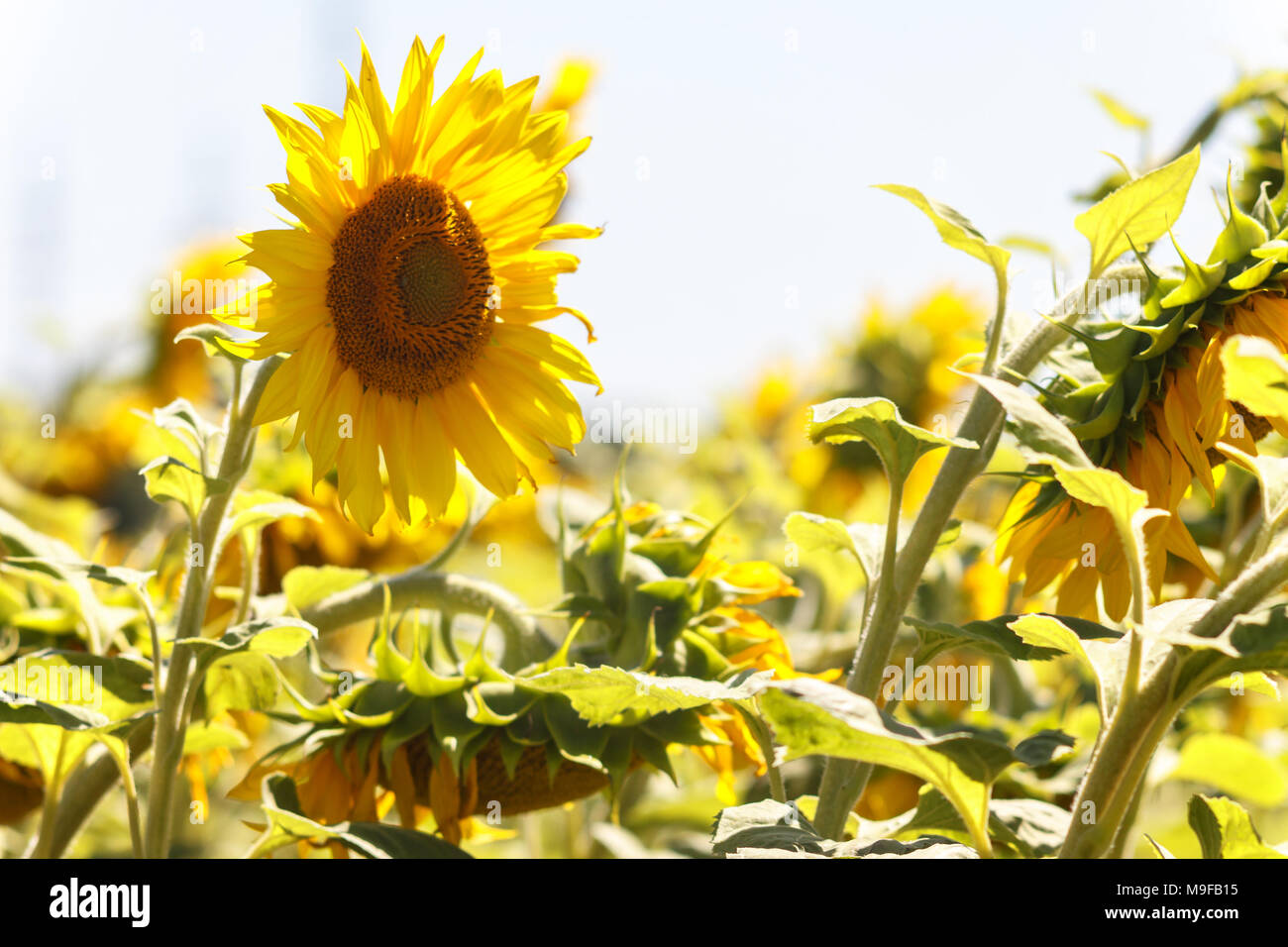 sunflower field over cloudy blue sky and bright sun lights Stock Photo ...