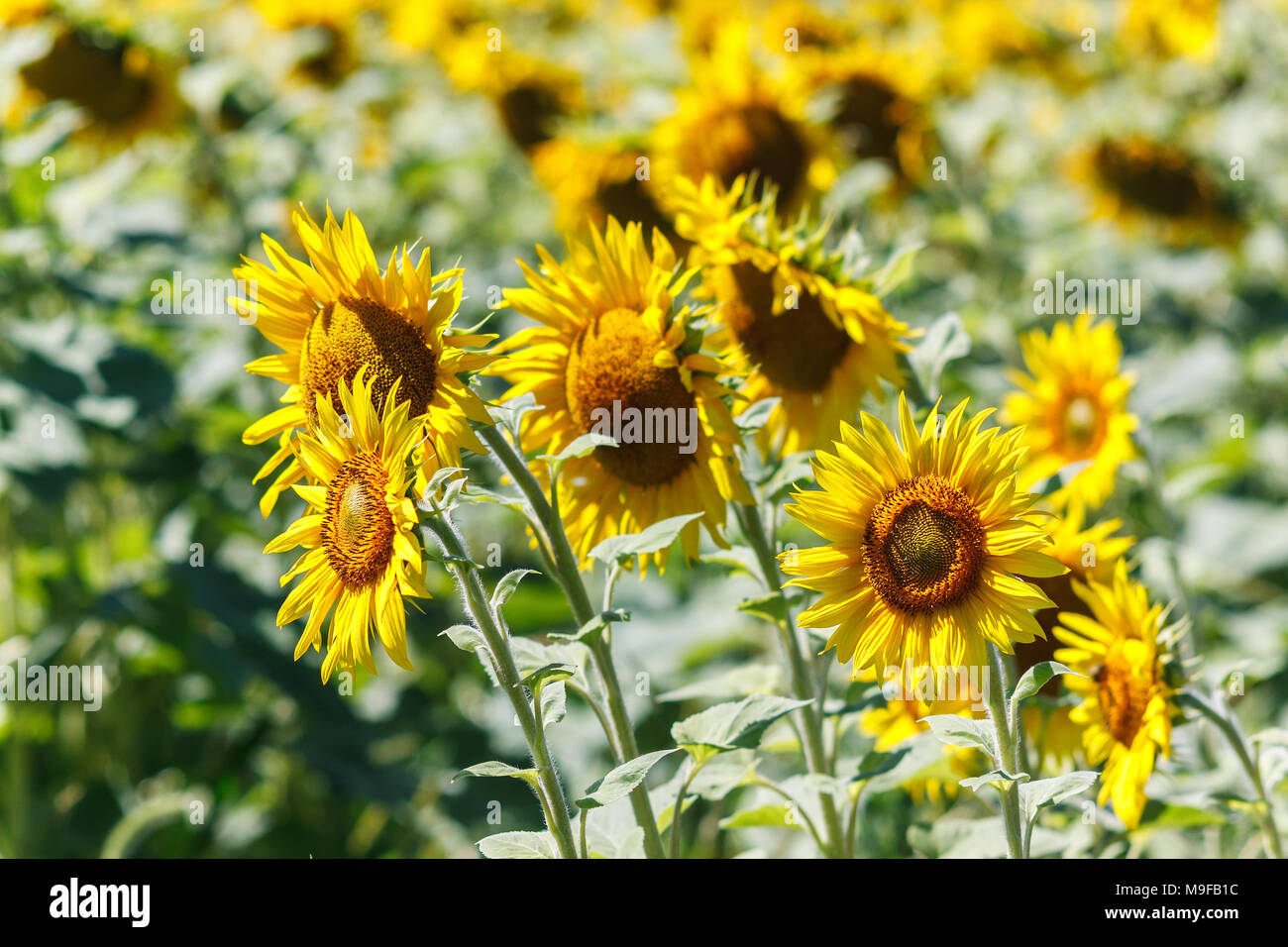 sunflower field over cloudy blue sky and bright sun lights Stock Photo ...