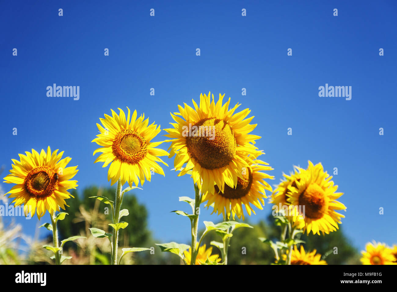 sunflower field over cloudy blue sky and bright sun lights Stock Photo ...
