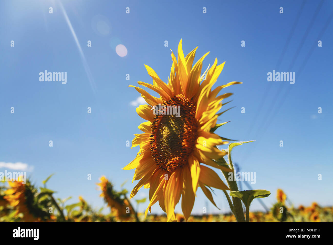 sunflower field over cloudy blue sky and bright sun lights Stock Photo ...
