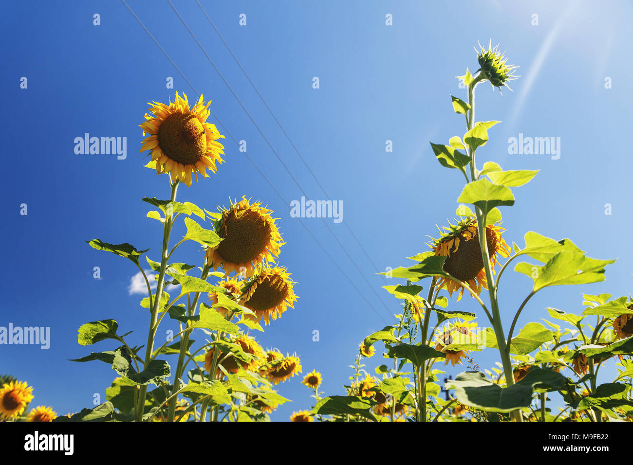 sunflower field over cloudy blue sky and bright sun lights Stock Photo ...