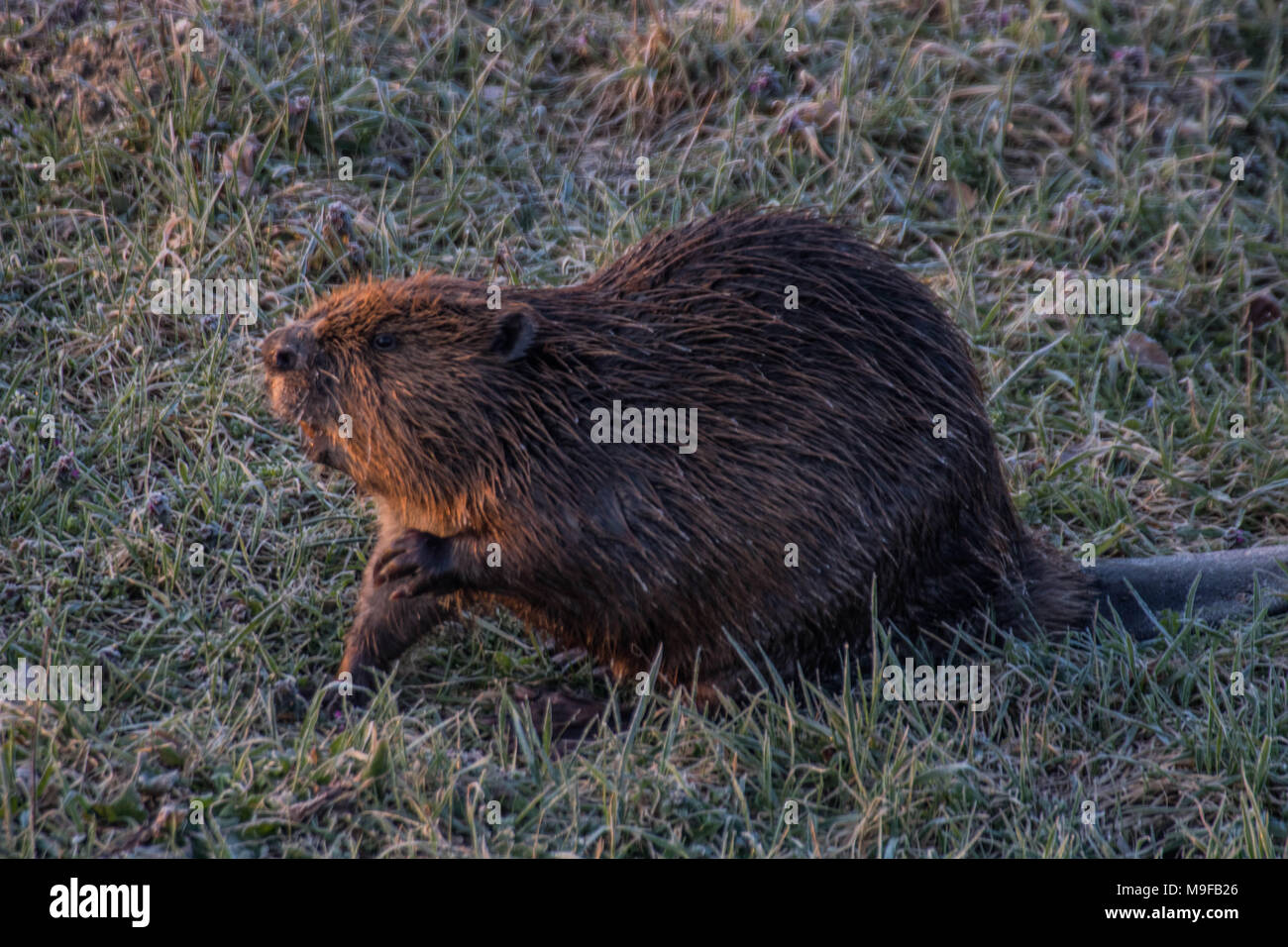 Beaver adventure hi-res stock photography and images - Alamy