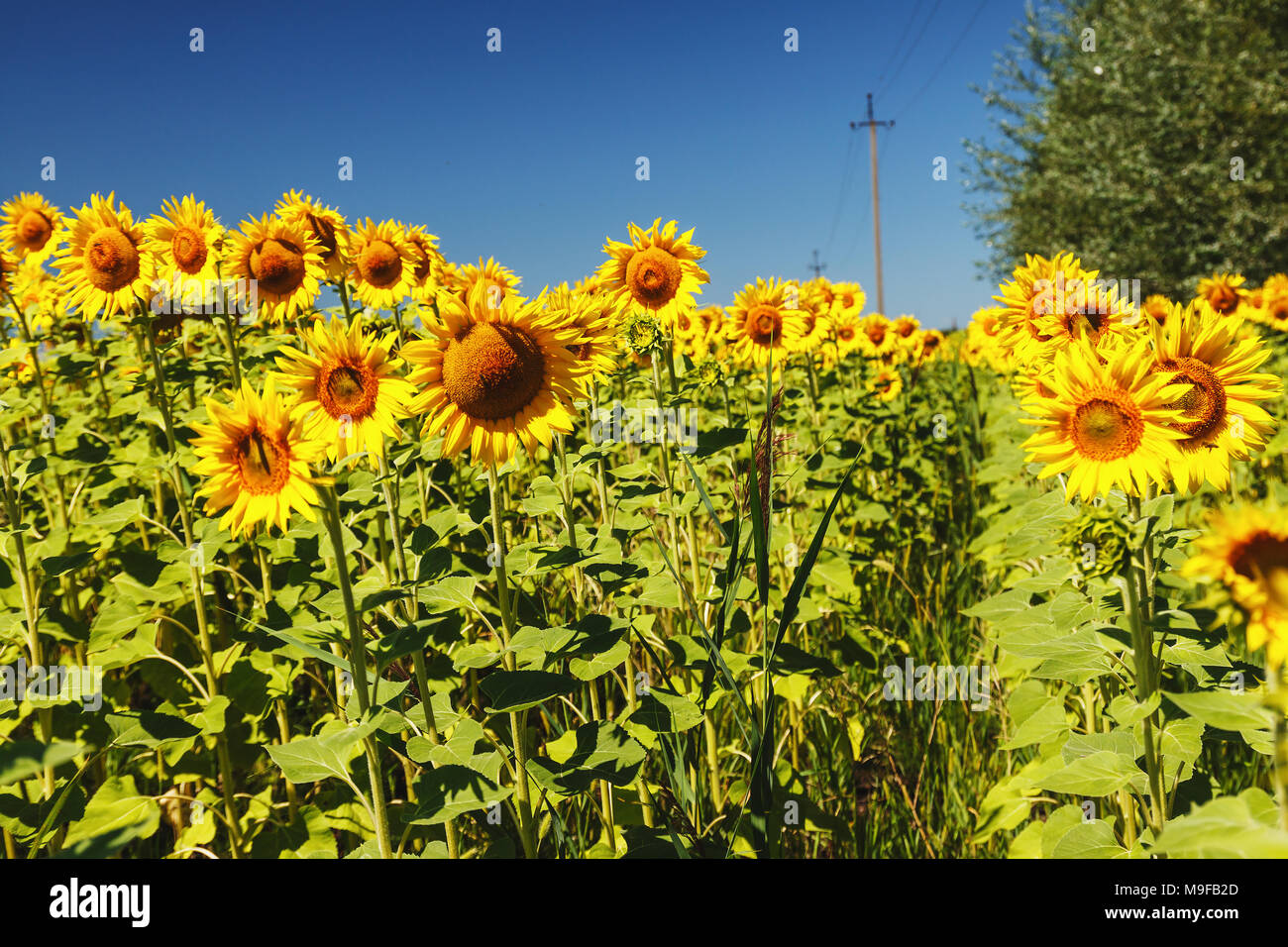 sunflower field over cloudy blue sky and bright sun lights. Summer ...