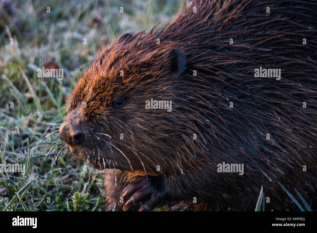 Beaver photo hi-res stock photography and images - Alamy