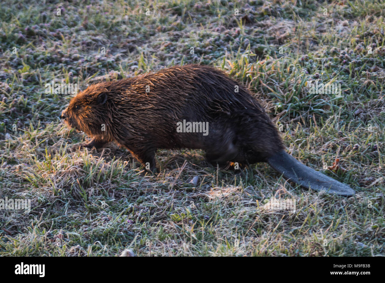 Beaver adventure hi-res stock photography and images - Alamy