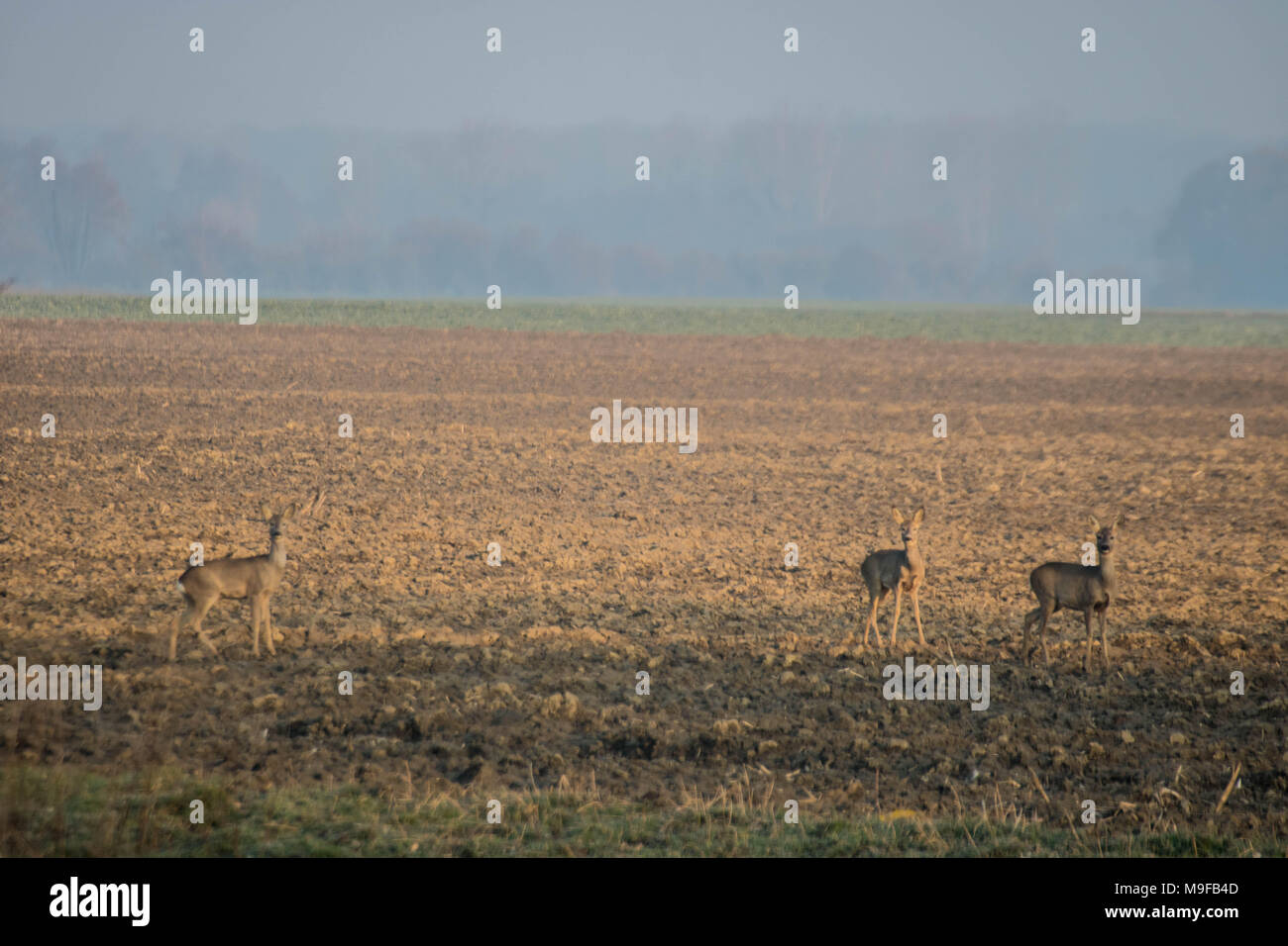 Deerseason hi-res stock photography and images - Alamy