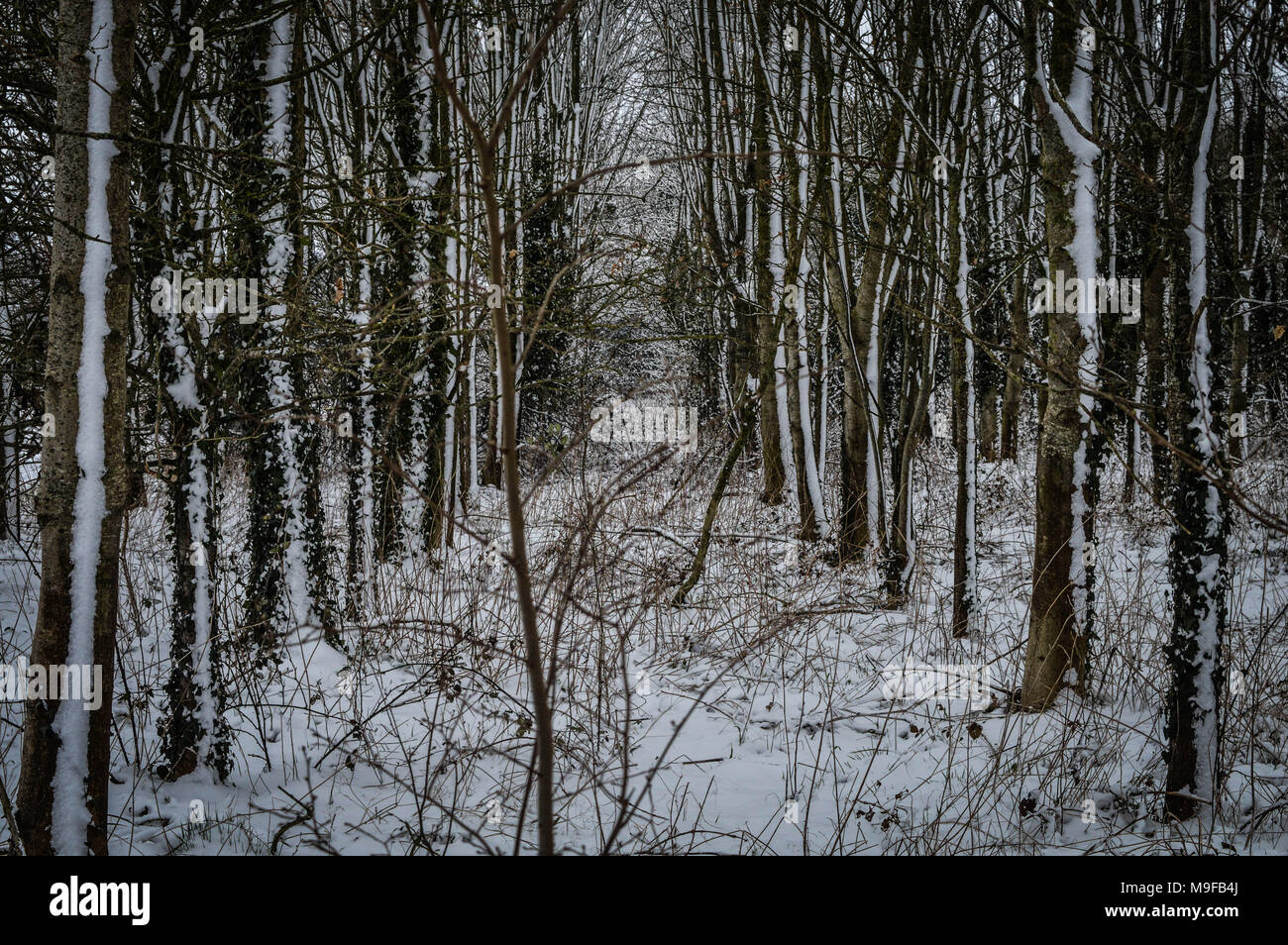 Coated with snow hi-res stock photography and images - Alamy