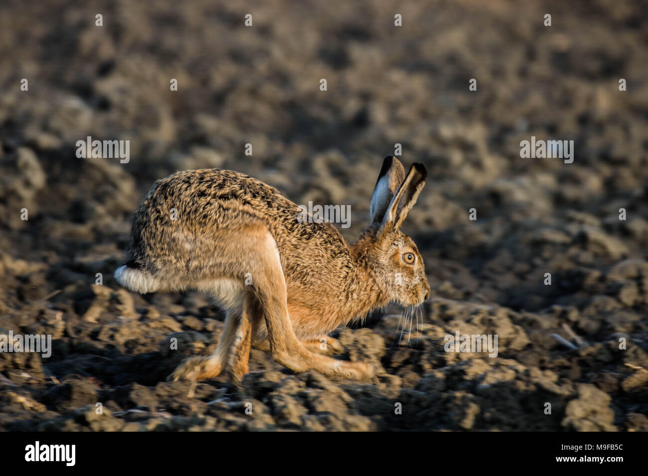 Rabbit detail hi-res stock photography and images - Alamy