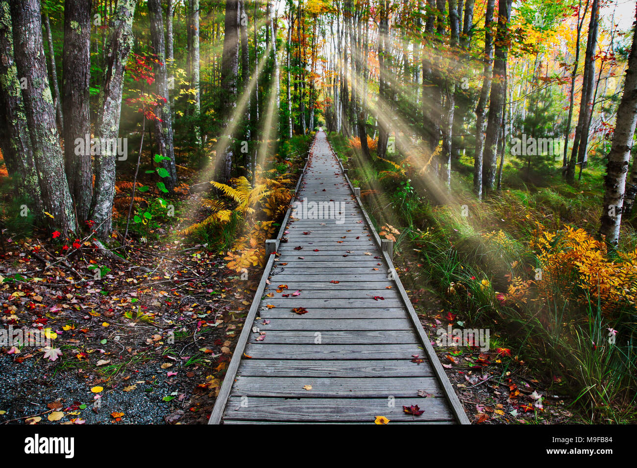 Boardwalk in nature hi-res stock photography and images - Alamy