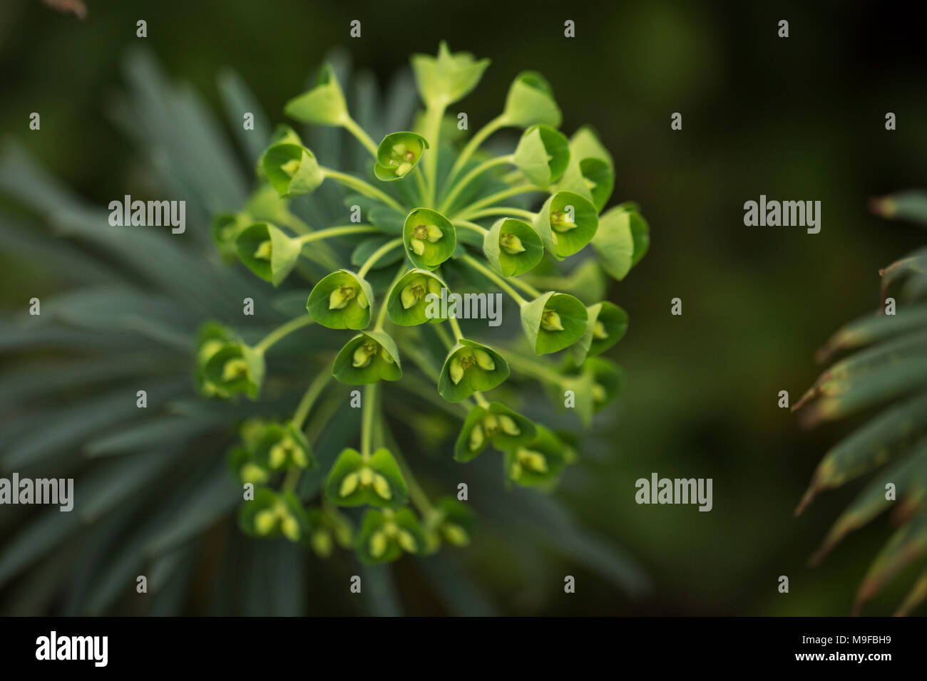 A macro photograph of spurge (Euphorbia), a succulent Stock Photo - Alamy