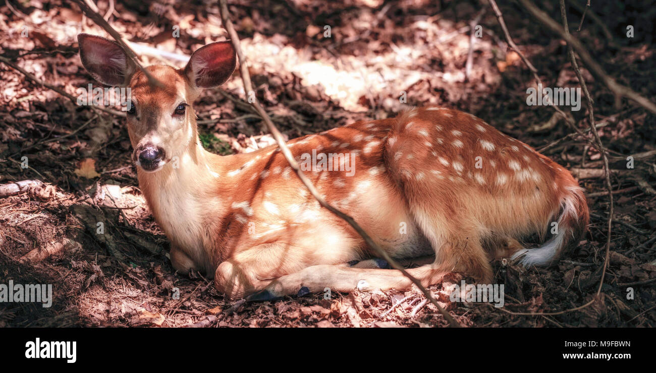 Large deer in white hi-res stock photography and images - Alamy